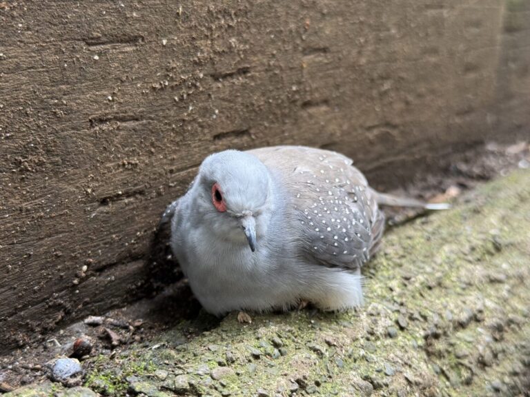 iPhone16 Pro実機レビュー！2ヶ月以上使ったメリット・デメリットを本音で暴露!新機能の使い心地は？ | 株式会社 IoTコンサルティング